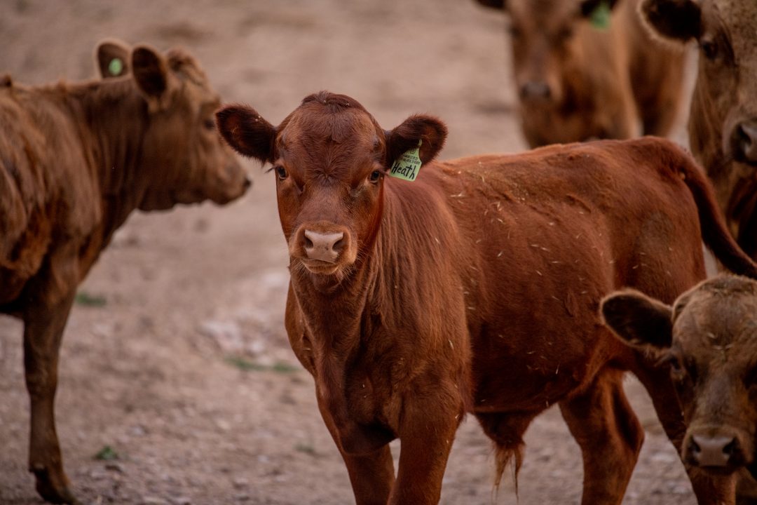 Hot Springs Couple Raise Dexters for Beef & Breeding